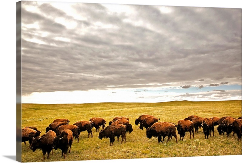 Bison Grazing, Saskatchewan, Canada | Great Big Canvas