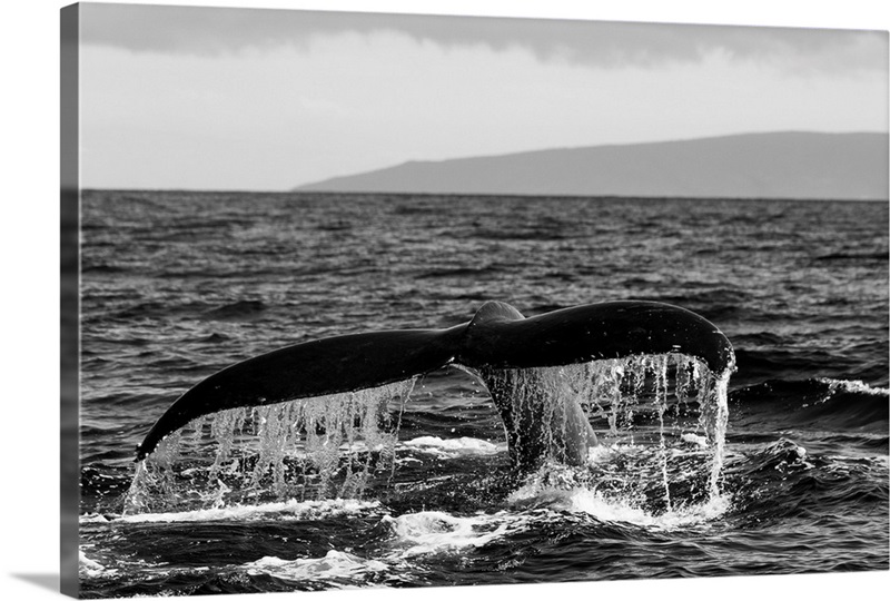 Black And White Photo Of A Humpback Whales Tail Great Big Canvas