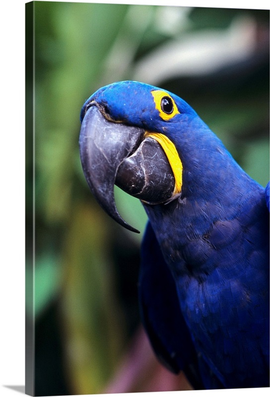 Blue And Yellow Hyacinth Macaw | Great Big Canvas