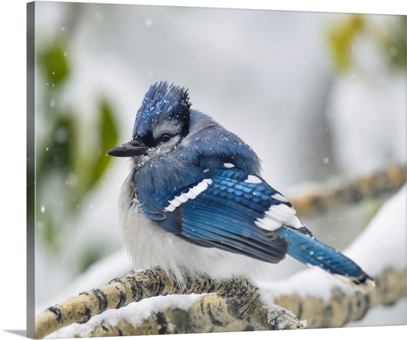 Blue Jay In Snow | Great Big Canvas