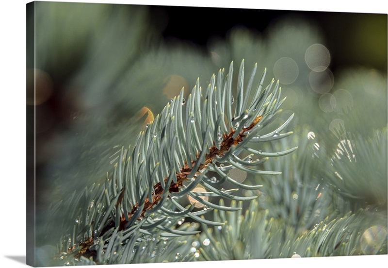 Blue Spruce Pine Needles, New York Botanical Garden; Bronx, New York ...