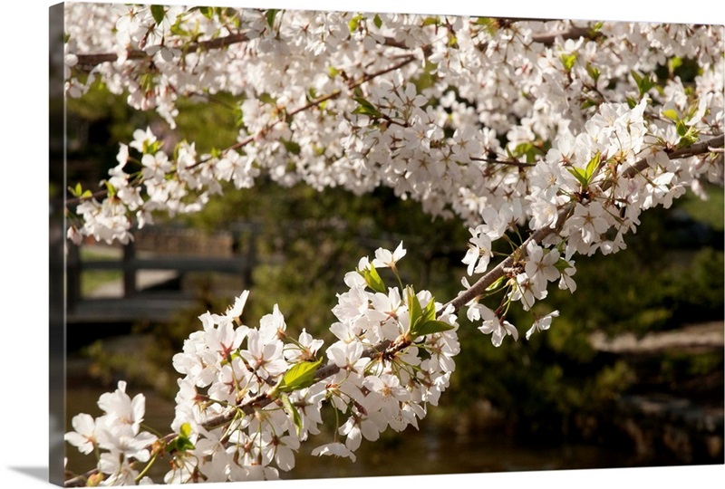 Branches of cherry blossoms, Prunus species, in the springtime ...