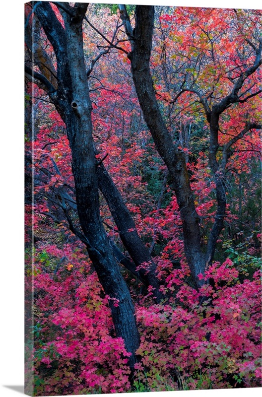 Brilliant Autumn Colours On Trees In A Woodland, Richland, Utah | Great ...