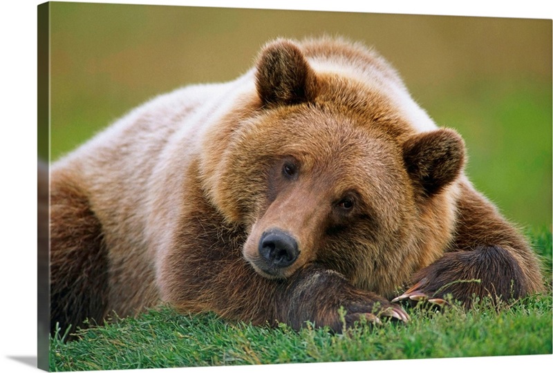 Brown Bear Laying Down, Southcentral Alaska | Great Big Canvas