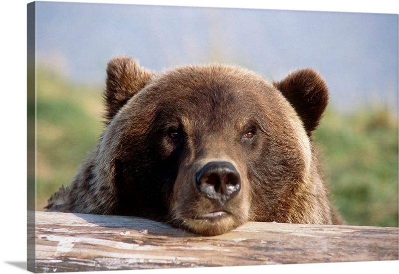 Brown Bear Resting On Log, Alaska Wildlife Conservation Center | Great ...