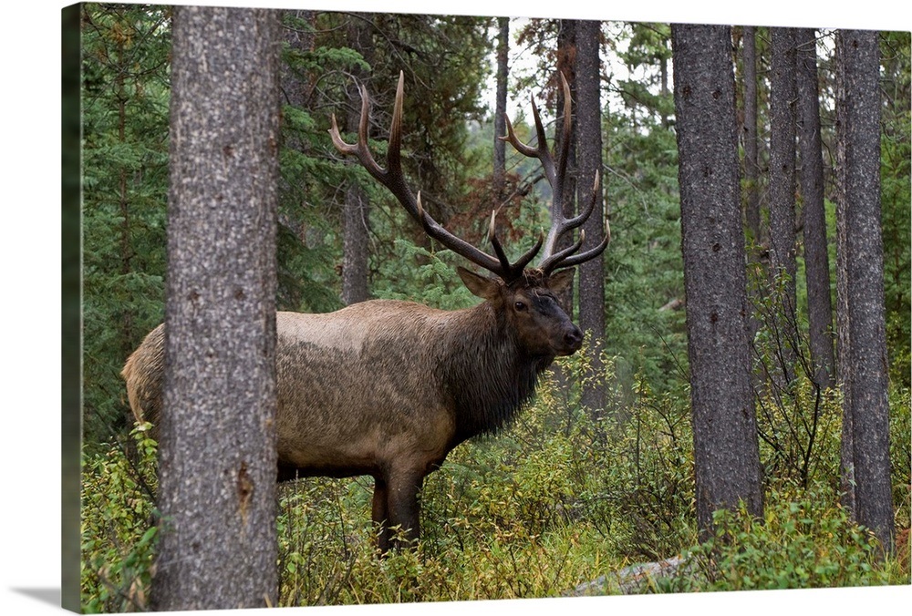 Bull Elk Cervus Canadensis Jasper National Park Jasper Alberta
