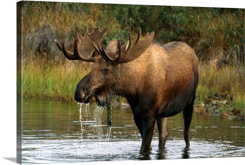 Bull Moose In Pond Near Eielson Visitor Center Ak In Denali Np Summer ...