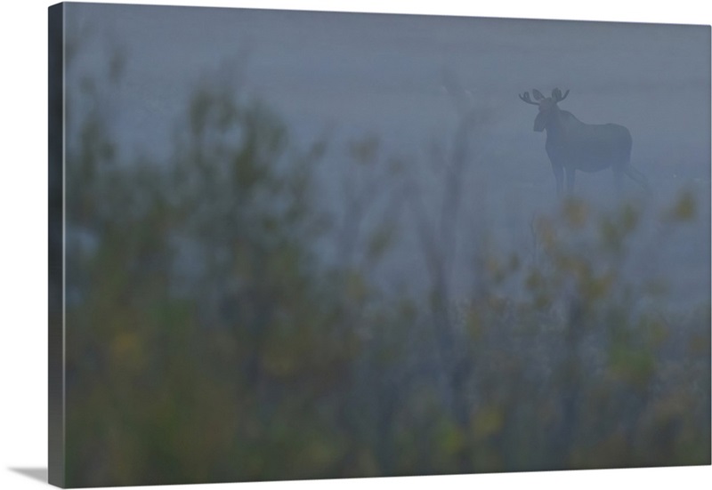 Bull Moose In The Mist, Yukon, Canada | Great Big Canvas