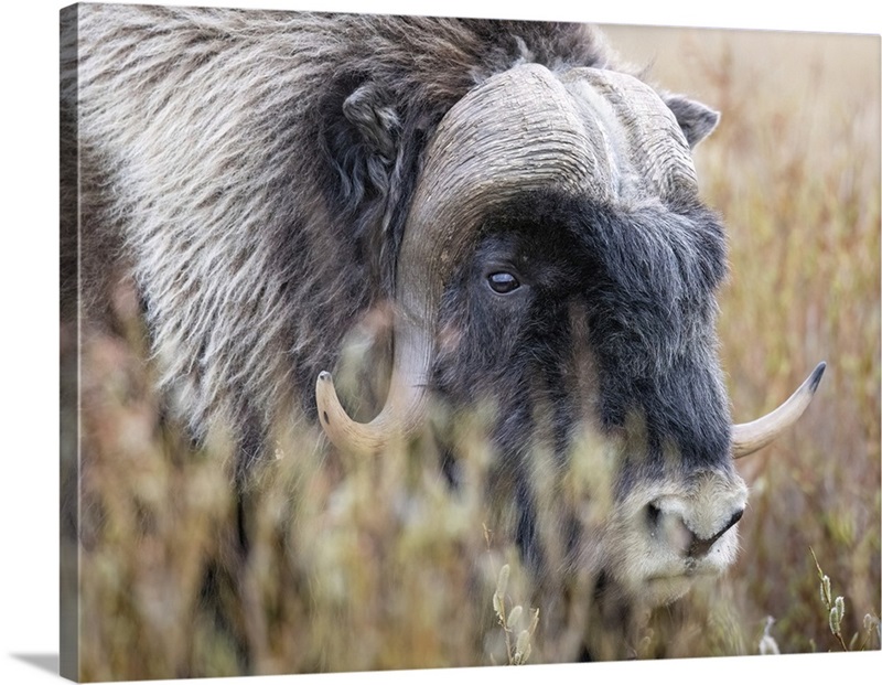 Bull Muskox Pauses On The Tundra Outside Of Nome, Alaska. United States ...