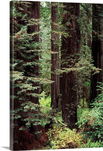 California, Jedediah Smith Redwoods State Park, Old Growth Of Redwood ...