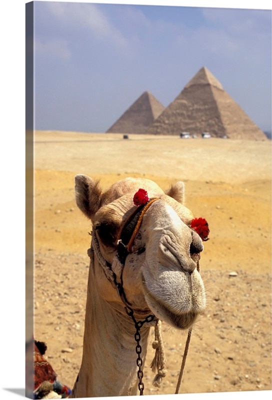 Camel Looking At Camera With Pyramids In The Background, Giza, Egypt ...