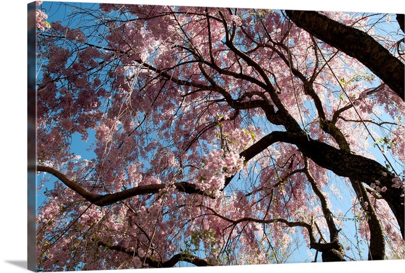 Canopy of weeping Higan cherry trees, Prunus subhirtella var. pendula ...