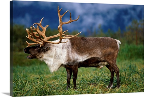 Caribou At Alaska Wildlife Conservation Center, Southcentral Alaska ...