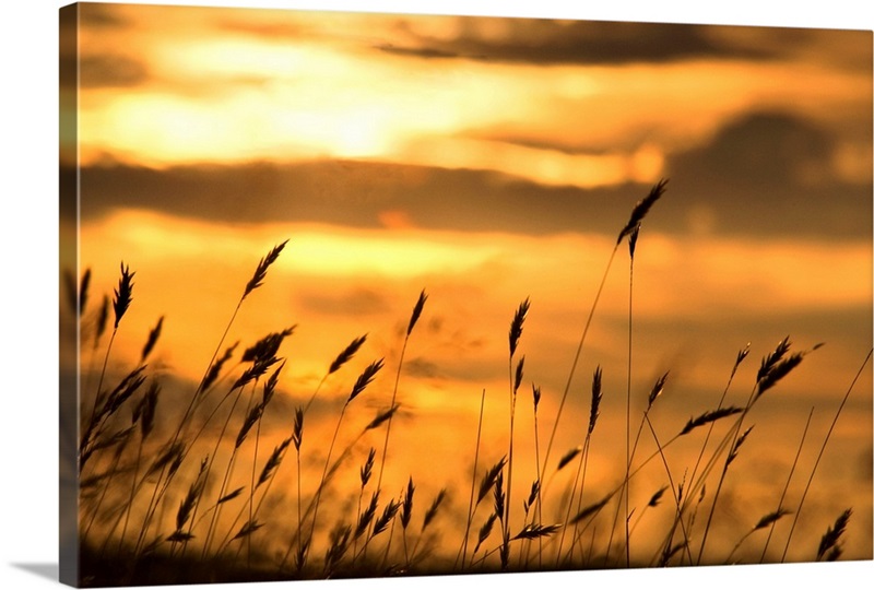 Cattails In The Sunset | Great Big Canvas