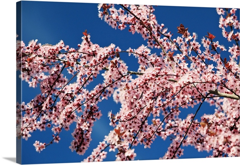 Cherry Blossoms On A Tree In Spring, Oregon | Great Big Canvas