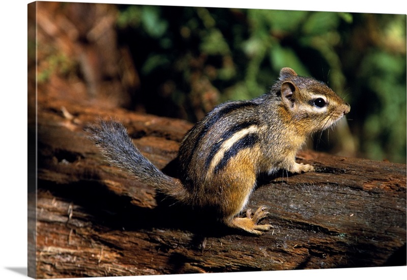 Chipmunk On A Log | Great Big Canvas