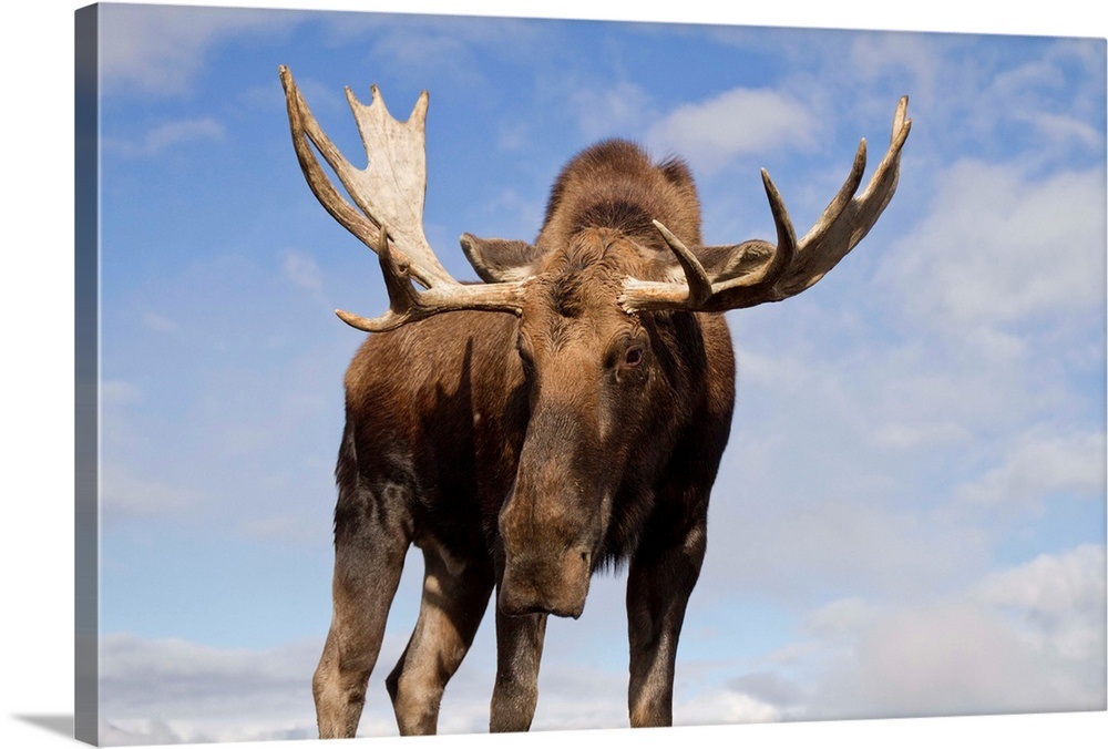 Close up and low angle view of a bull moose, Alaska Wildlife ...