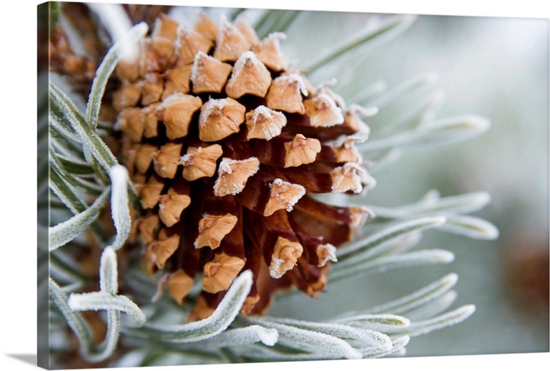 Close-Up image of frost-covered pine cone on branch in winter | Great ...