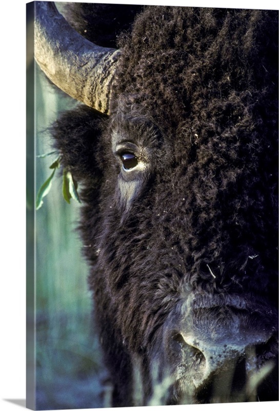 Close-Up Of A Bison Bull With Leaves Tangled In His Ear, Yellowstone ...