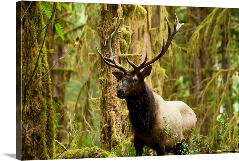 Close up of a bull Roosevelt elk in the Hoh rainforest, Olympic ...