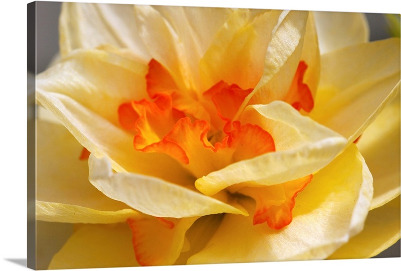 Close up of a daffodil cultivar, Narcissus species, in springtime ...