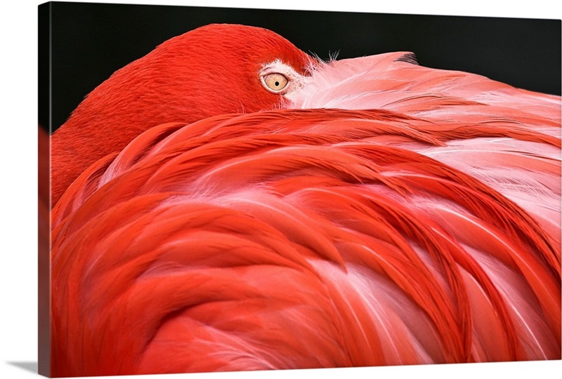 Close Up Of A Flamingo Resting Its Head On Its Back | Great Big Canvas