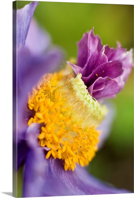 Close up of a Himalayan poppy growing in Anchorage. Summer in ...