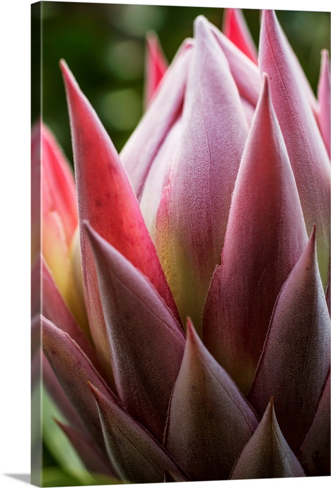 Close up of a pink tropical flower; Hawaii Wall Art, Canvas Prints ...