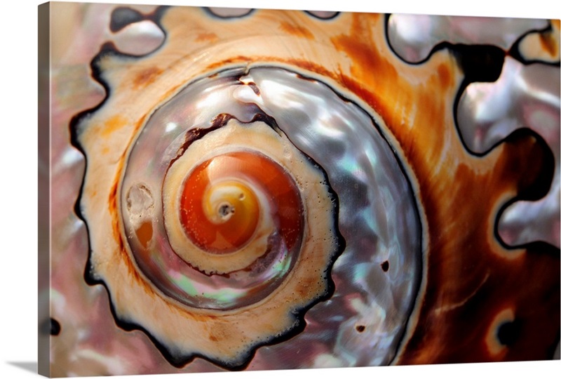 Close up of a polished moon snail shell.; Honolulu, Oahu Island ...