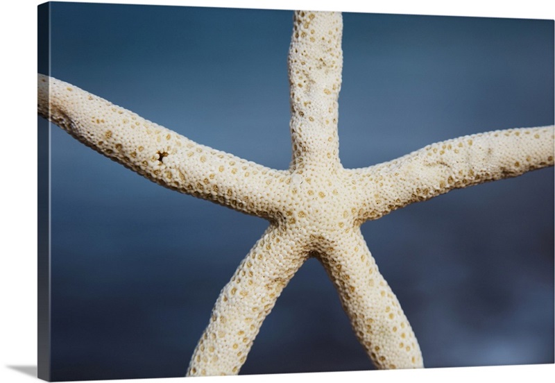 Close Up Of A Sea Star, Maui, Hawaii | Great Big Canvas