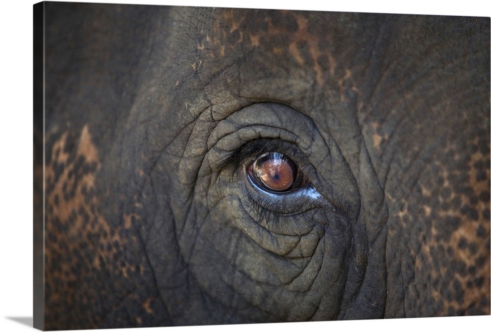 Close-up Of An Elephant's Eye Wall Art, Canvas Prints, Framed Prints ...