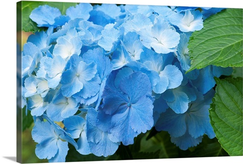 Close up of blue mophead hydrangea flowers, Hydrangea macrophylla ...