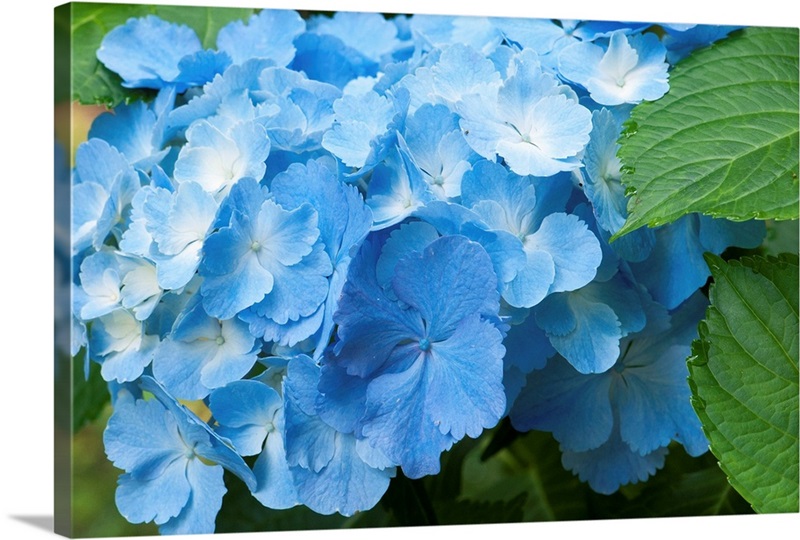 Close up of blue mophead hydrangea flowers, Hydrangea macrophylla ...