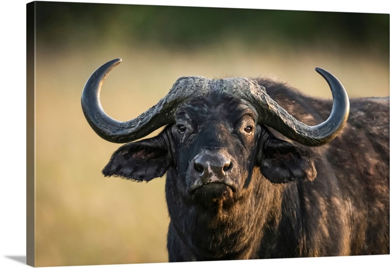 Close-Up Of Cape Buffalo Staring At Camera, Serengeti National Park ...