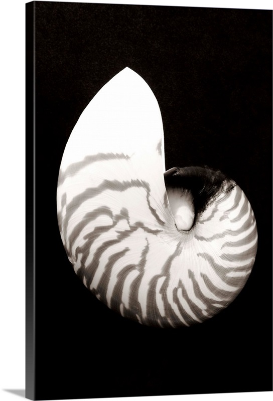 Close-Up Of Chambered Nautilus Shell On Black Background | Great Big Canvas