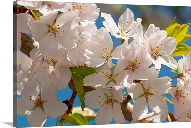 Close up of cherry blossoms, Prunus species, in springtime.; Providence ...
