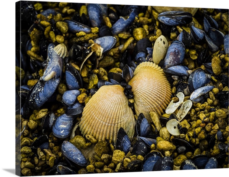 Close-Up Of Clam Shells Ad Blue Mussels, Katmai National Park And ...