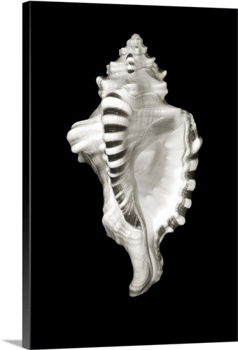 Close-Up Of Conch Shell On Black Background | Great Big Canvas