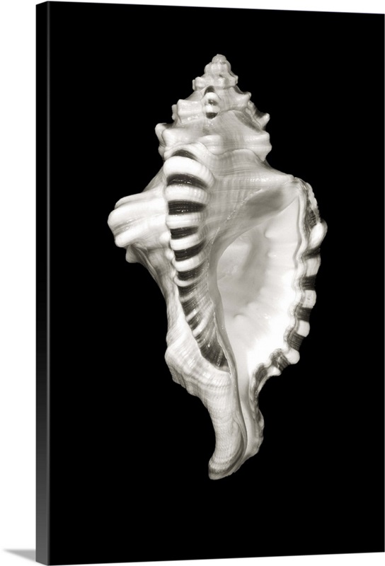 Close-Up Of Conch Shell On Black Background | Great Big Canvas