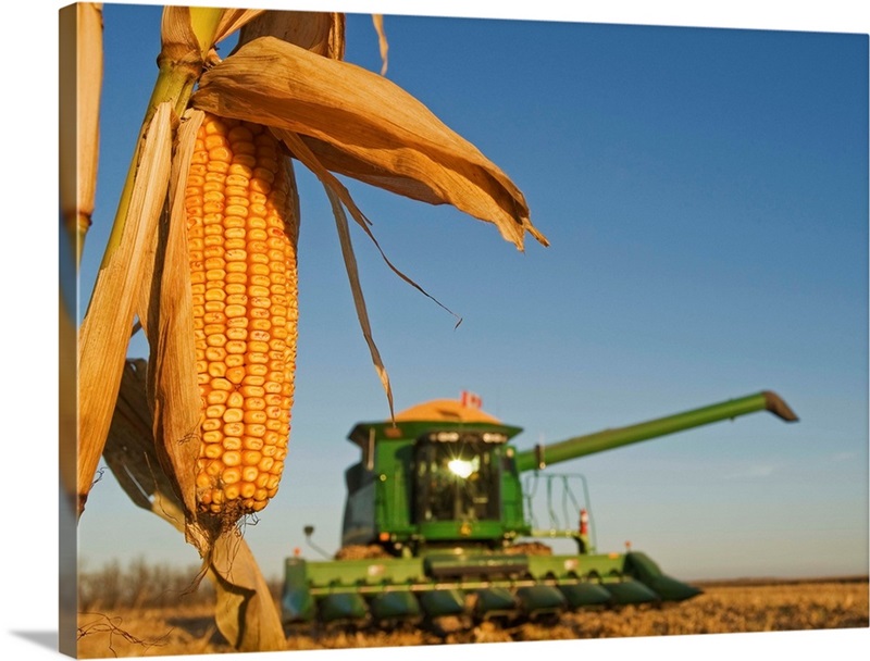 Close Up Of Feed Corn, Manitoba, Canada | Great Big Canvas