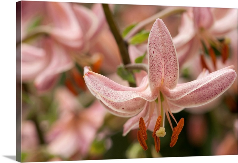 Close Up Of Nodding Pink Lily Flowers, Longwood Gardens, Pennsylvania ...