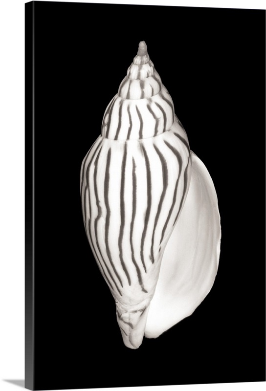 Close-Up Of Oval Shell On Black Background | Great Big Canvas