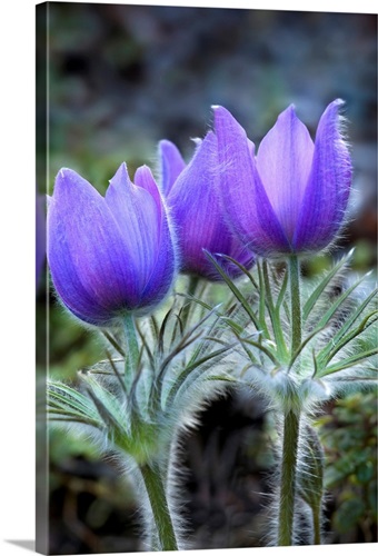 Close up of Pasque Flowers (Spring Crocus) near Tok River State ...