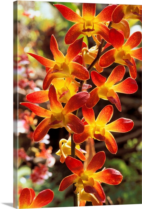 Close-Up Of Red And Yellow Dendrobium Orchids On Plant, Outdoors ...