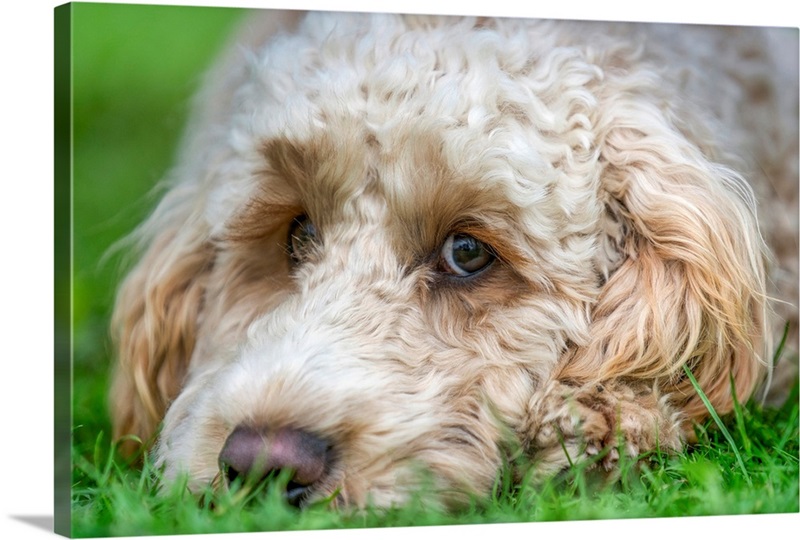 Close-up of the face of a blond cockapoo resting on the grass; North ...