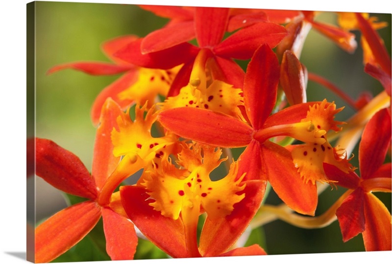 Close up of the flowers of a crucifix orchid, Epidendrum radicans ...
