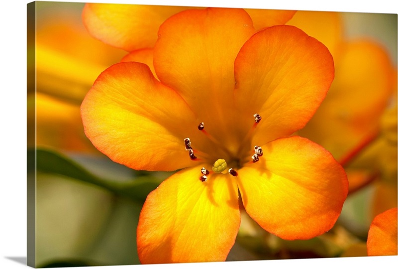Close up of the flowers of a tropical rhododendron, Vireya species ...