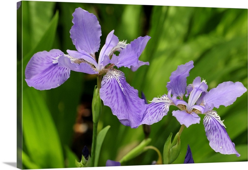 Close Up Of Two Blood Iris Flowers, Atlanta Botanical Garden, Atlanta ...