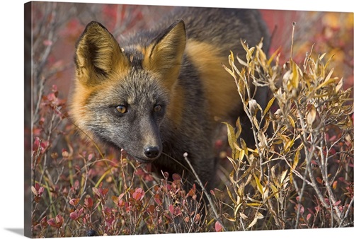 Close up portrait of a cross fox peering through blueberry and willow ...