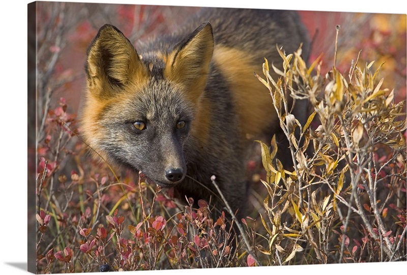 Close up portrait of a cross fox peering through blueberry and willow ...